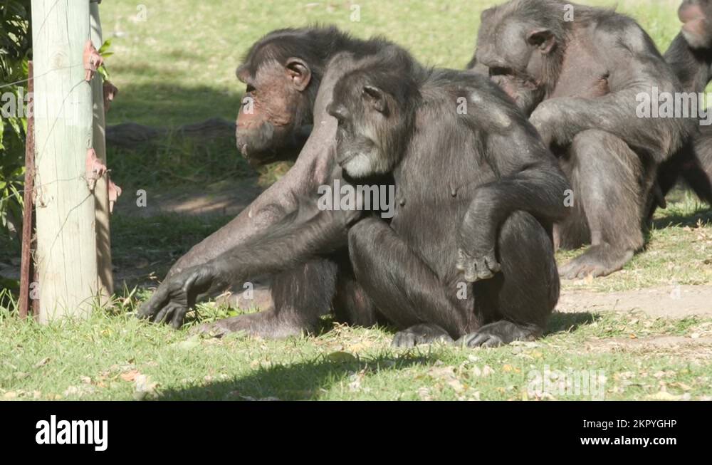 Chimpanzees group Stock Videos & Footage - HD and 4K Video Clips - Alamy