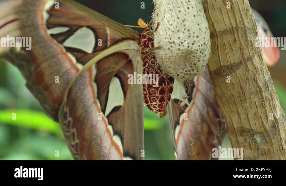 Atlas moth Stock Videos & Footage - HD and 4K Video Clips - Alamy