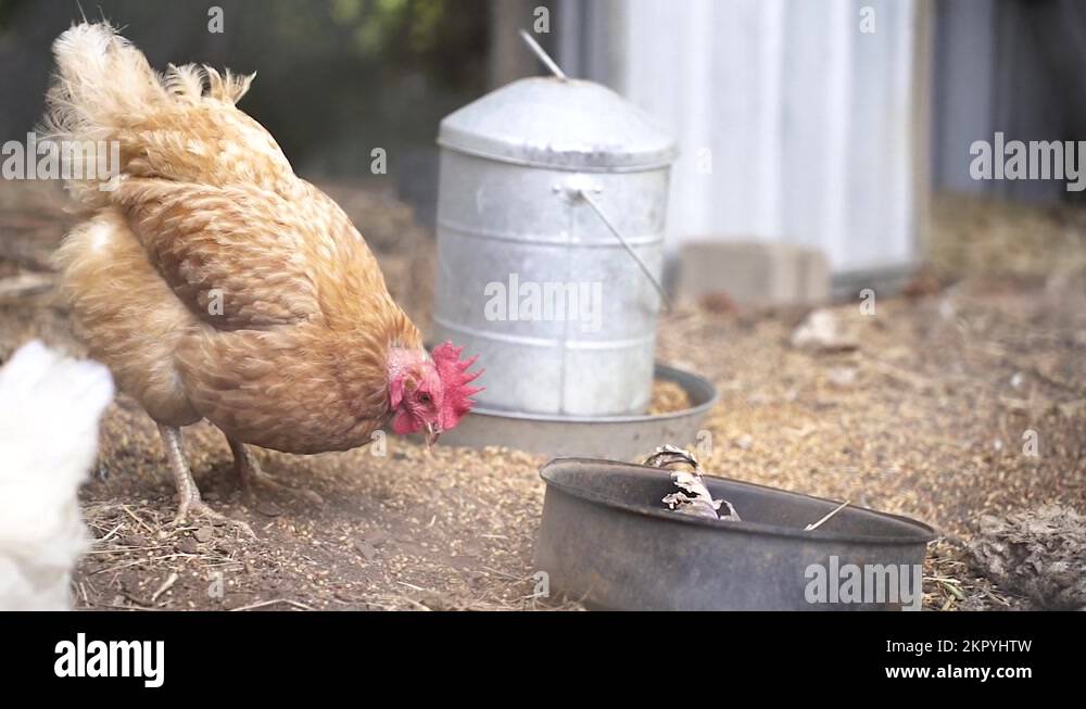 Scratch hen soil Stock Videos & Footage - HD and 4K Video Clips - Alamy