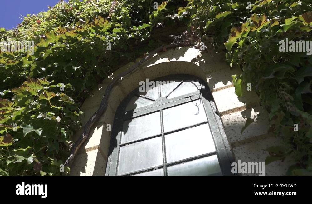 Plants around a window Stock Videos & Footage - HD and 4K Video Clips ...