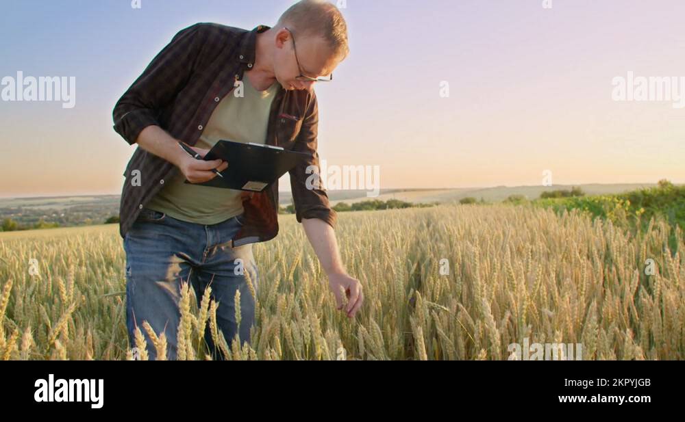 Farmer check quality control of wheat field with tablet in hand Stock ...