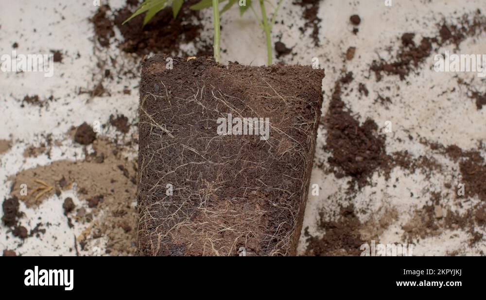 Cultivation process Stock Videos & Footage - HD and 4K Video Clips - Alamy