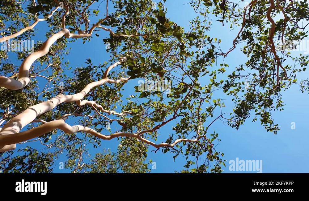 Looking up and gazing at tall smooth white trunk trees with branches ...