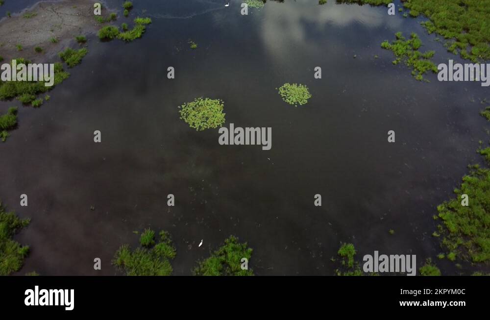 Biodiversity rich ecosystem Stock Videos & Footage - HD and 4K Video ...