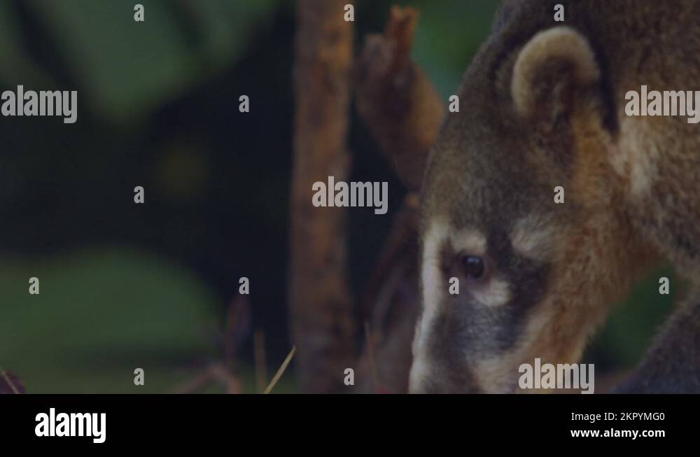 Coati family Stock Videos & Footage - HD and 4K Video Clips - Alamy