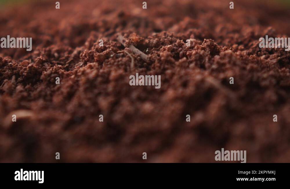 Insect working together Stock Videos & Footage - HD and 4K Video Clips ...