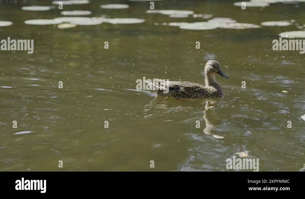 Surface dabbling Stock Videos & Footage - HD and 4K Video Clips - Alamy