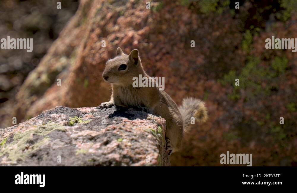Chipmunk tail Stock Videos & Footage - HD and 4K Video Clips - Alamy