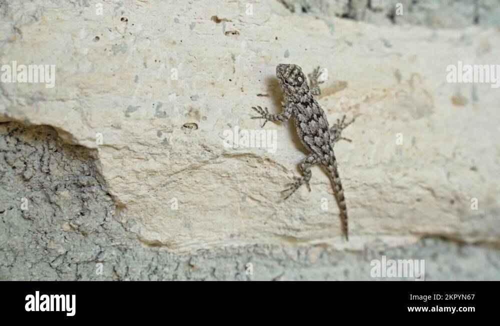 Mexican plateau horned lizard