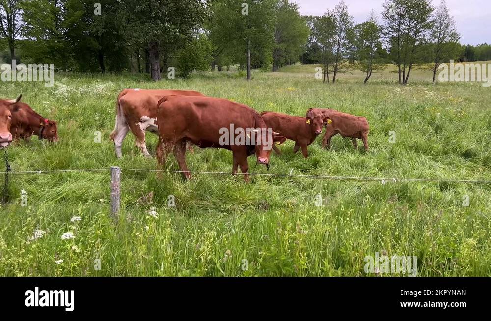 Herd brown cows eating grass Stock Videos & Footage - HD and 4K Video ...