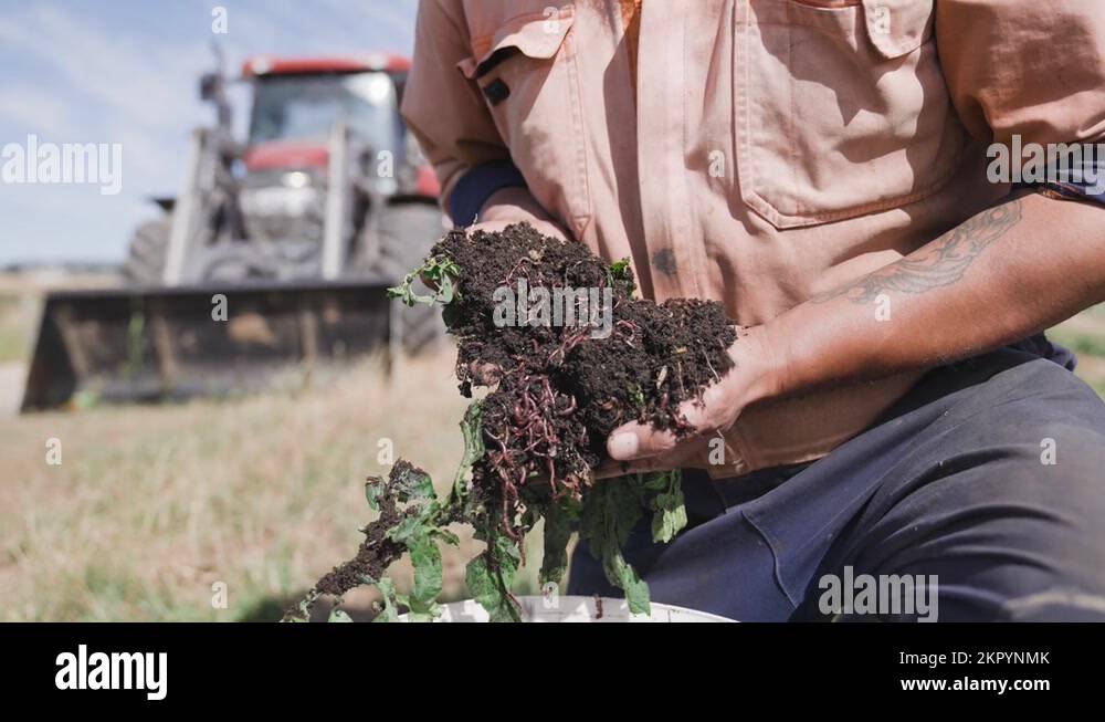 Vegetable Worms Stock Videos Footage Hd And 4k Video Clips Alamy