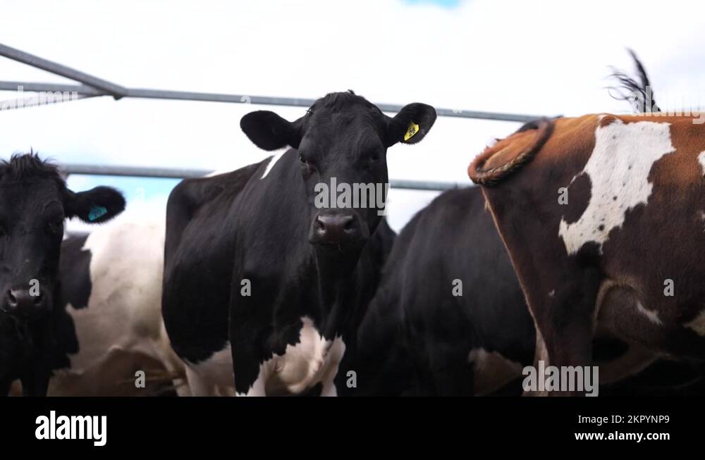 Heifer milk cows close up in ranch, livestock scene in New Zealand ...