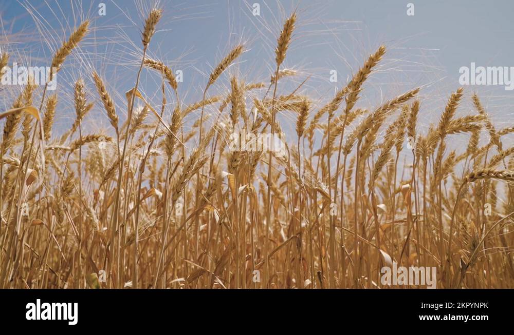 field wheat. agriculture concept. farm with wheat. grain industry. eco ...