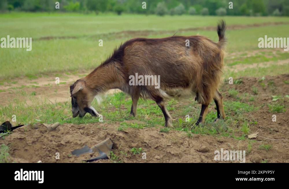 Go goat Stock Videos & Footage - HD and 4K Video Clips - Alamy