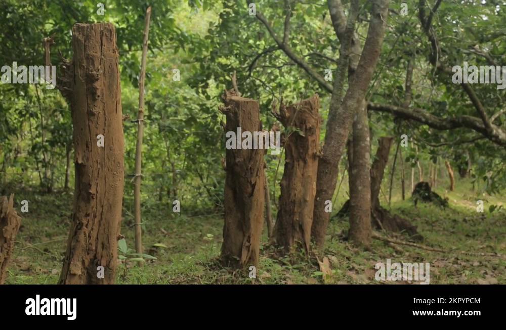 Lopped trees Stock Videos & Footage - HD and 4K Video Clips - Alamy