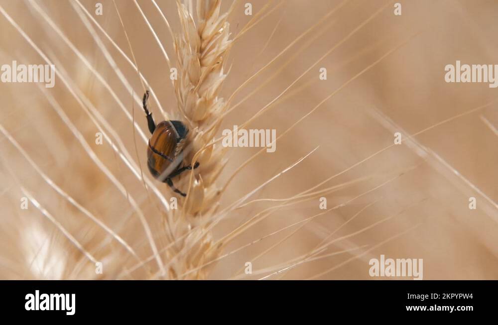 Harmful to crop Stock Videos & Footage - HD and 4K Video Clips - Alamy