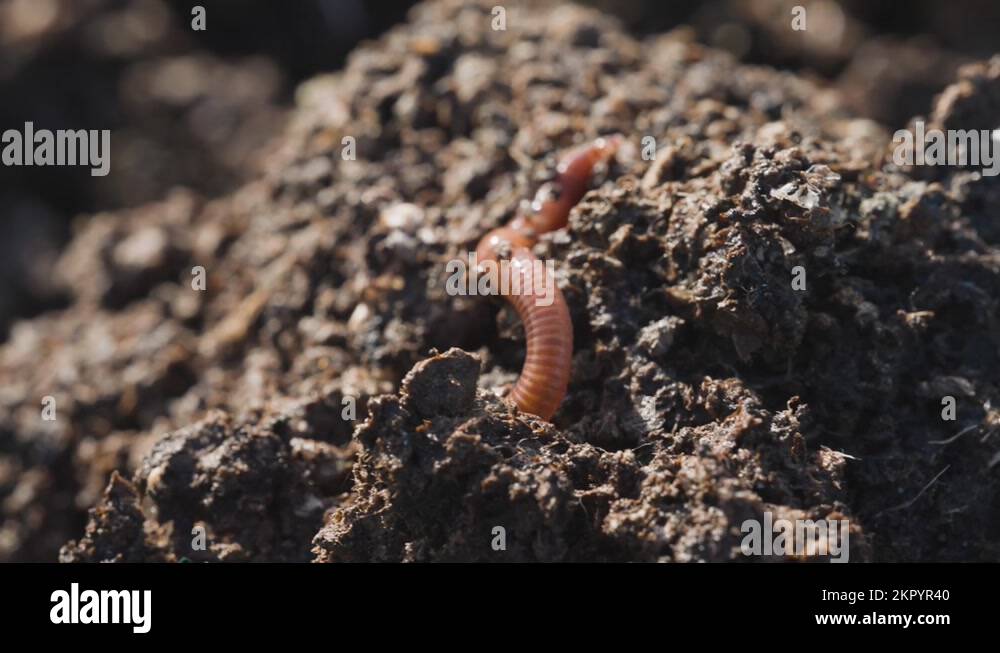 Worm manure Stock Videos & Footage - HD and 4K Video Clips - Alamy