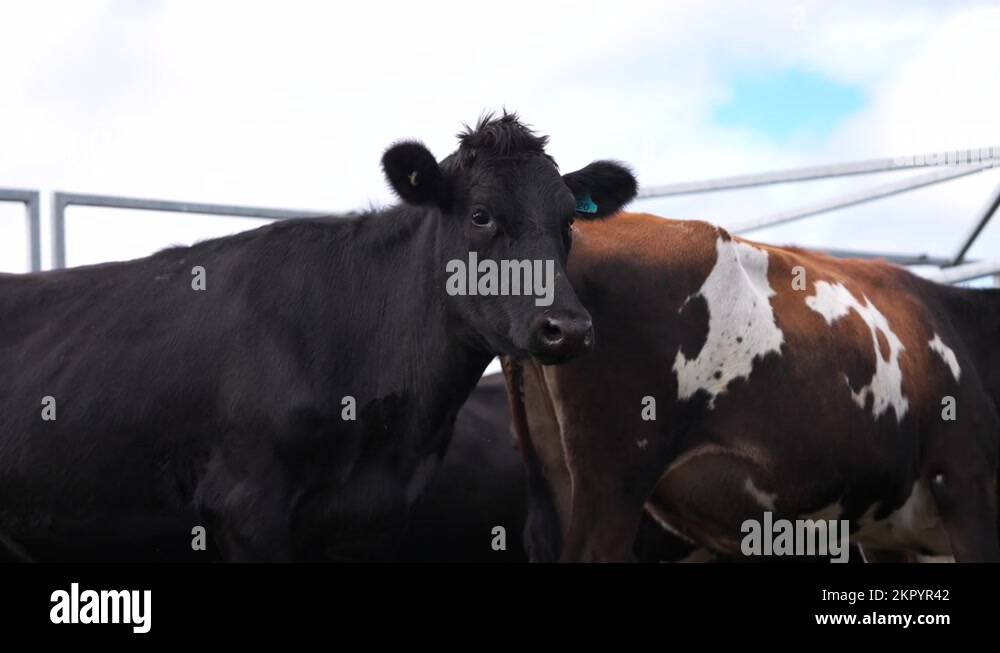 Inquisitive position Stock Videos & Footage - HD and 4K Video Clips - Alamy