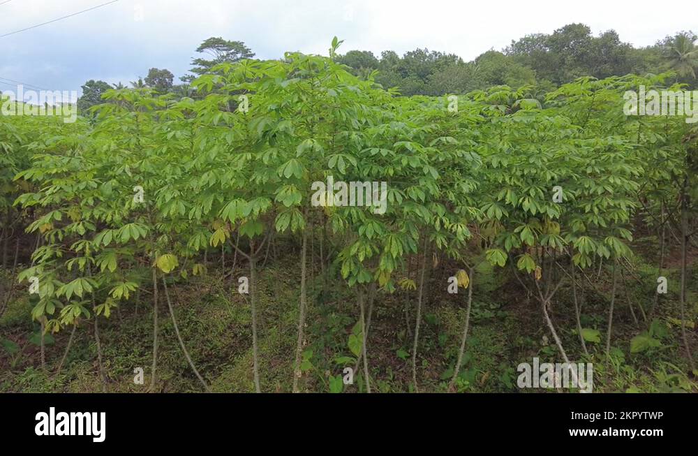 Cassava farming harvest Stock Videos & Footage - HD and 4K Video Clips ...