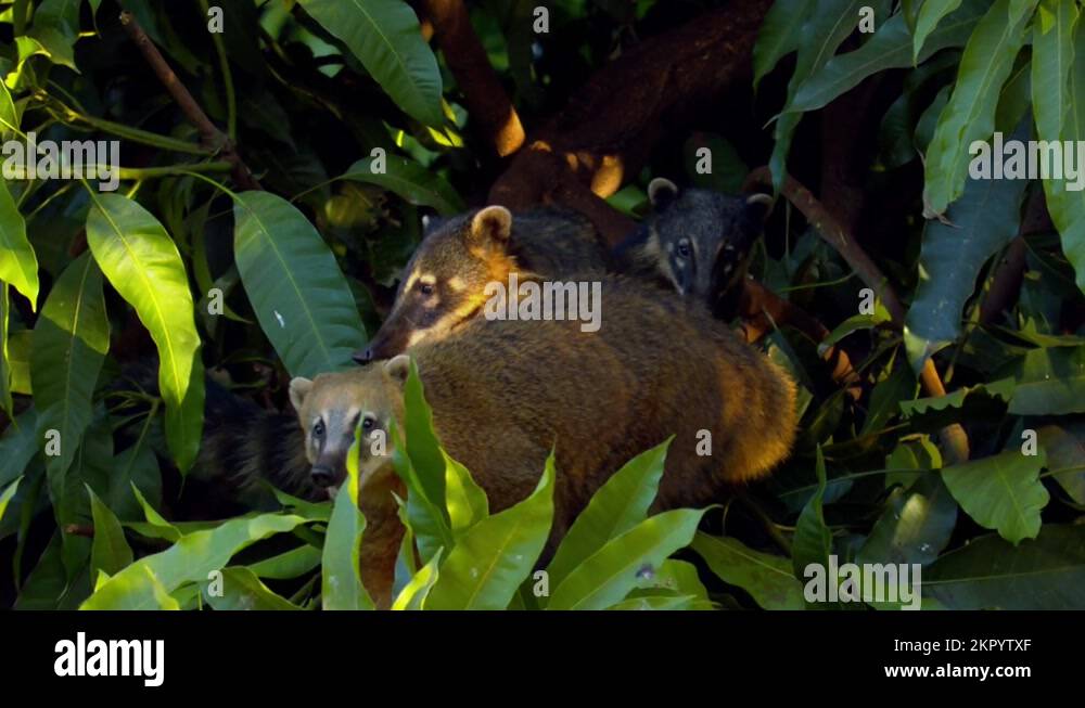 Amazon rainforest trees closeup Stock Videos & Footage - HD and 4K ...