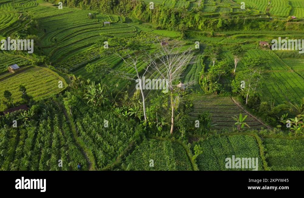 View into the treetop Stock Videos & Footage - HD and 4K Video Clips ...