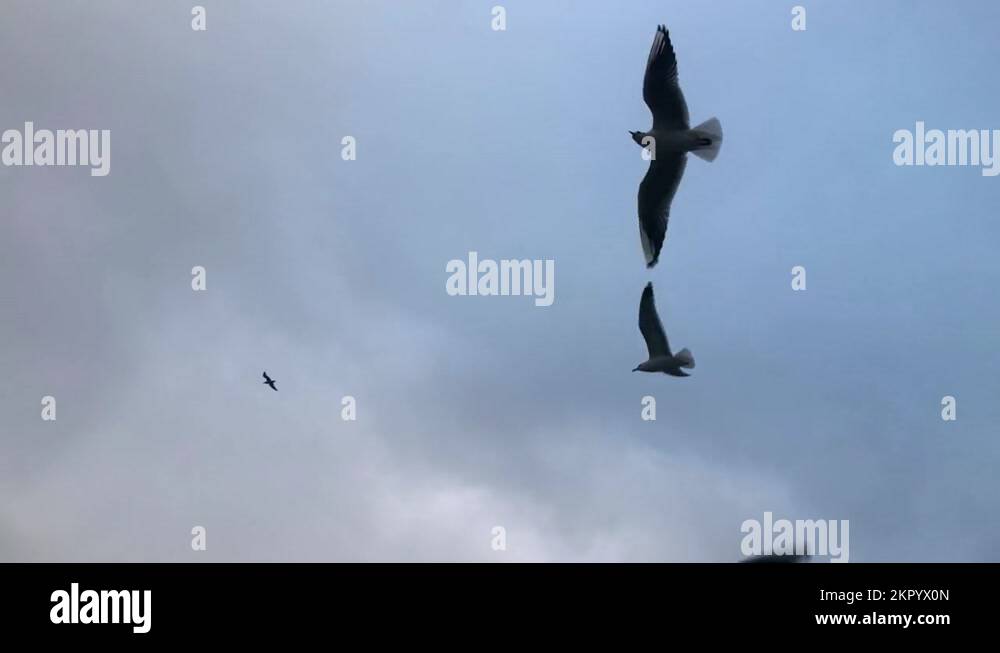 Bottom view of a flock of hungry seagulls. A flock of seagulls flies ...