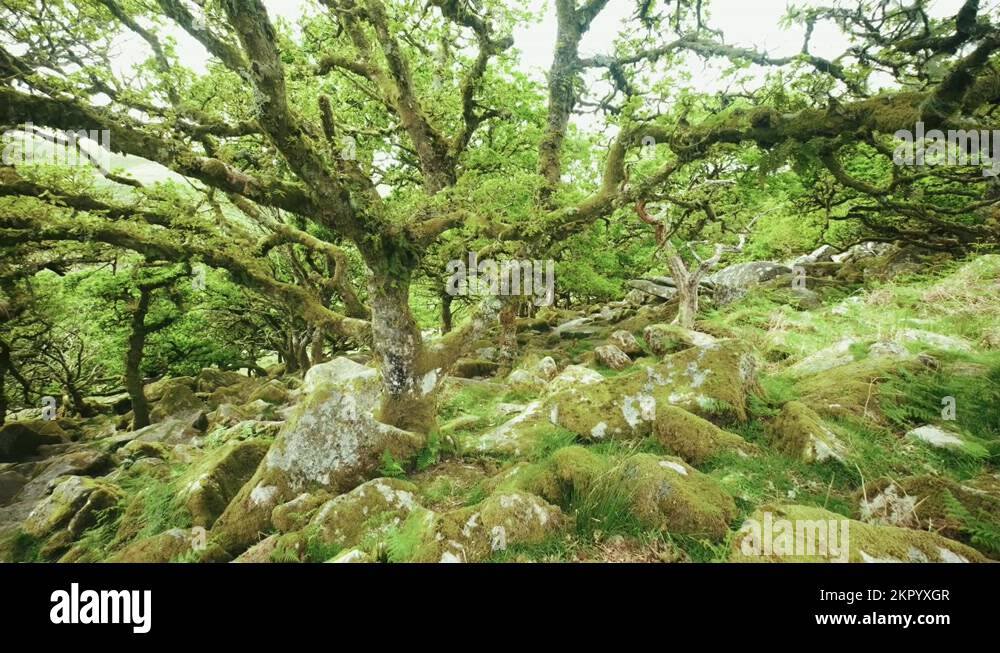 Pan along the branches of the ancient trees of Wistman's Woods ...