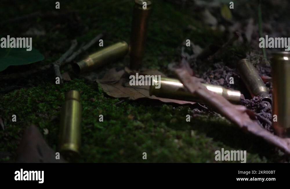Forest bullet Stock Videos & Footage - HD and 4K Video Clips - Alamy