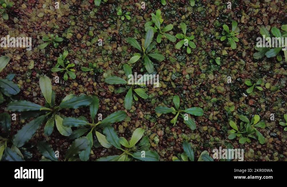 Aquarium plants Stock Videos & Footage - HD and 4K Video Clips - Alamy