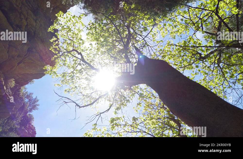 Dolly looking up at tree with spring leaves backlit by sun in mountain canyon Stock Video ...