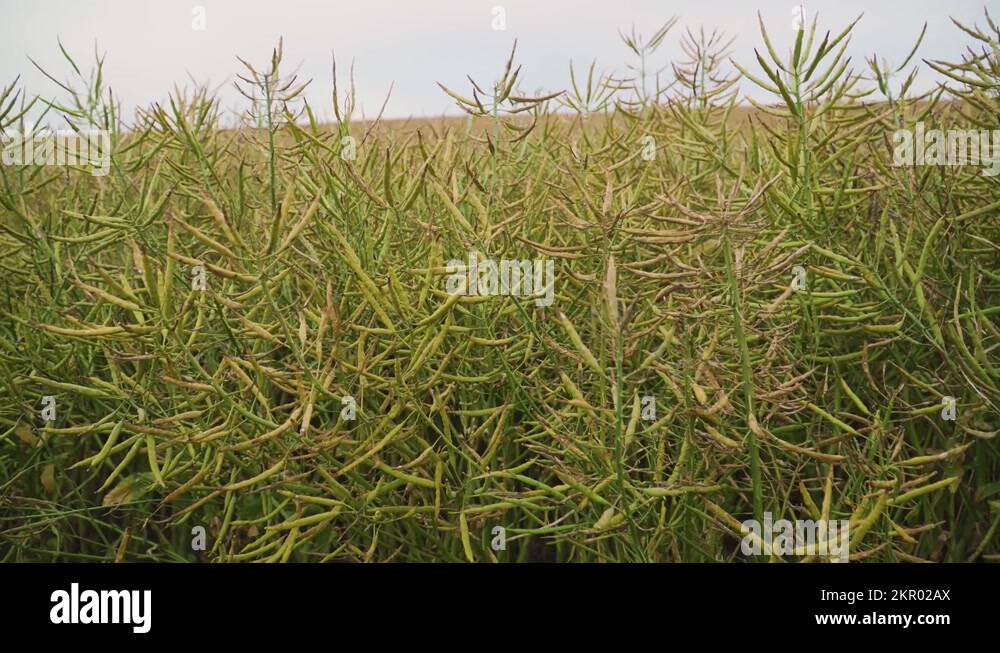 Pods canola Stock Videos & Footage - HD and 4K Video Clips - Alamy