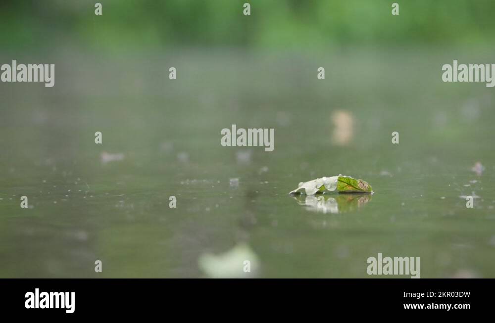 Summer rain drops falling on terrace floor with reflecting garden Stock ...