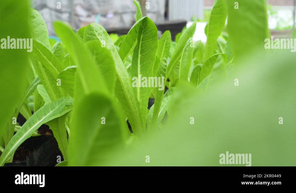 Green cos Stock Videos & Footage - HD and 4K Video Clips - Alamy