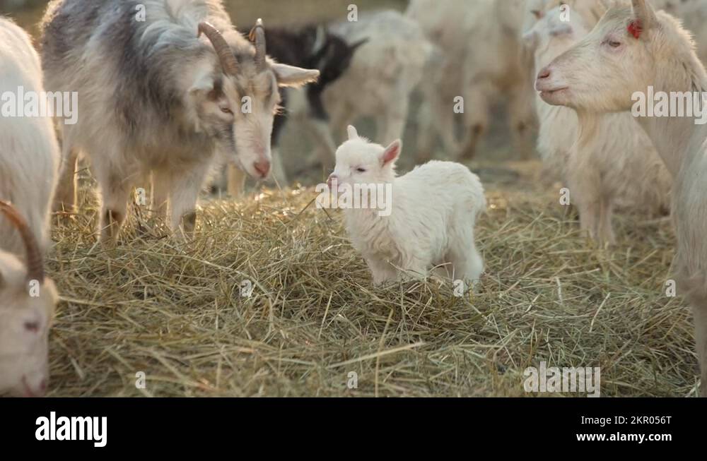 Confused goat Stock Videos & Footage - HD and 4K Video Clips - Alamy
