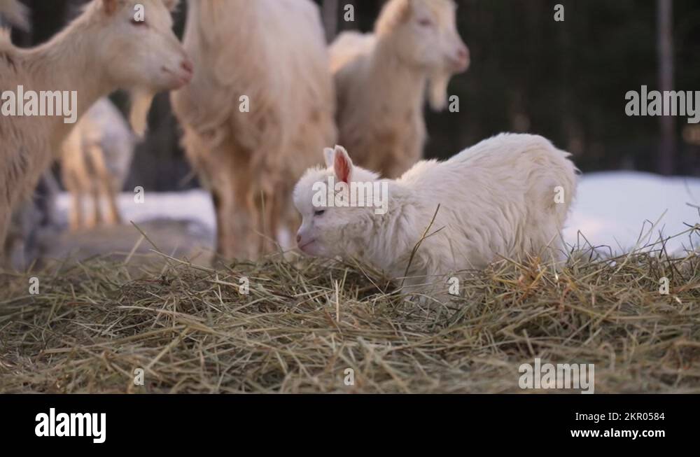 Slow motion shot of a baby goat (lamb) eating hay on a farm Stock Video ...