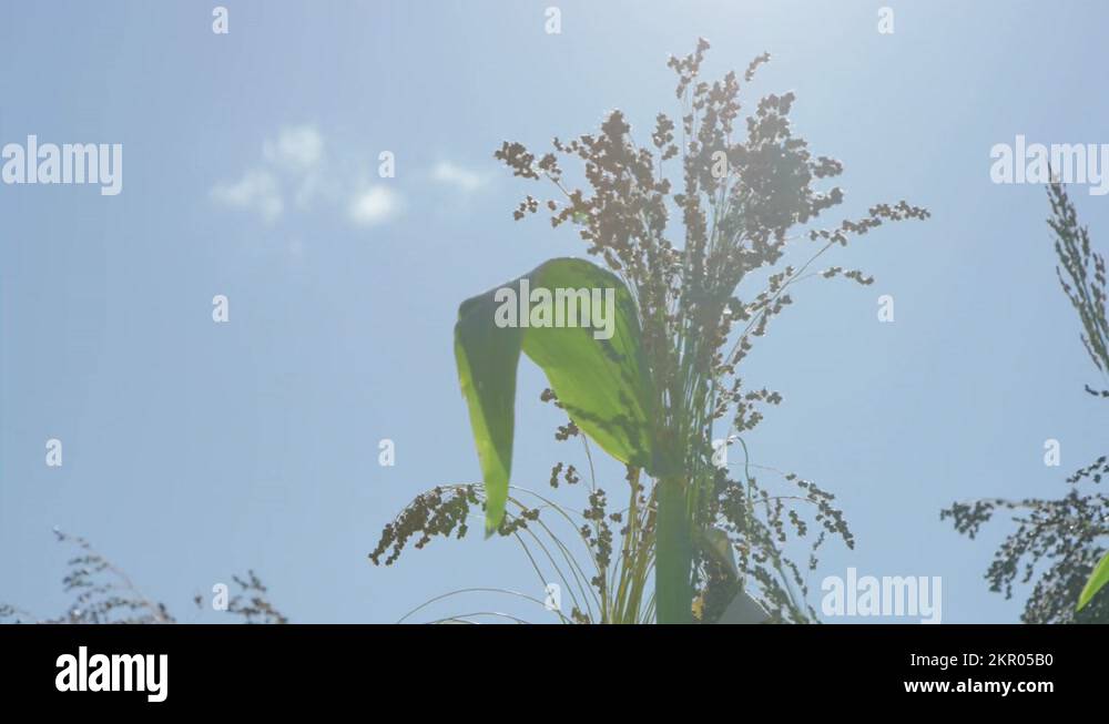 Male Inflorescence Stock Videos And Footage Hd And 4k Video Clips Alamy