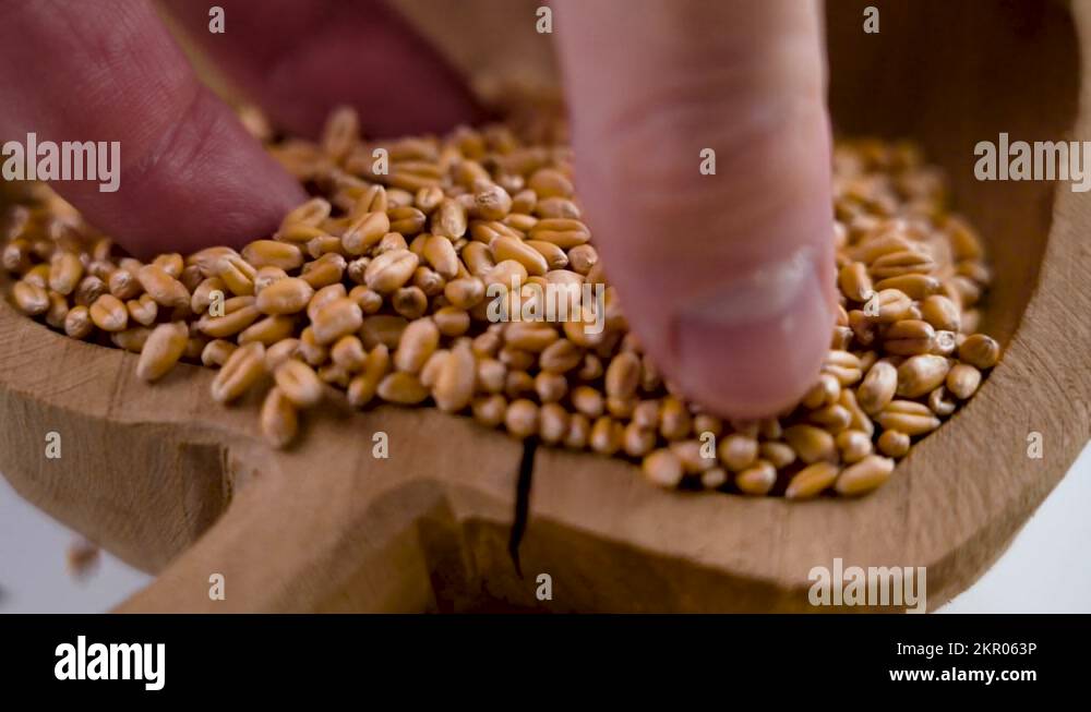 A handful of Ukrainian wheat grains falling into an old damaged cracked ...