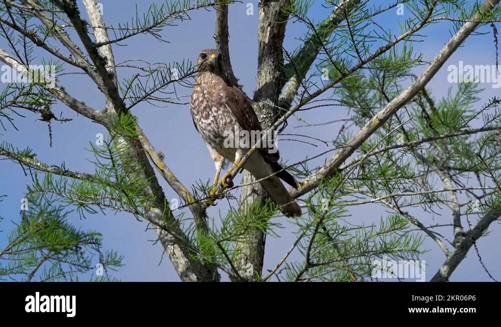 Hawk in environment Stock Videos & Footage - HD and 4K Video Clips - Alamy