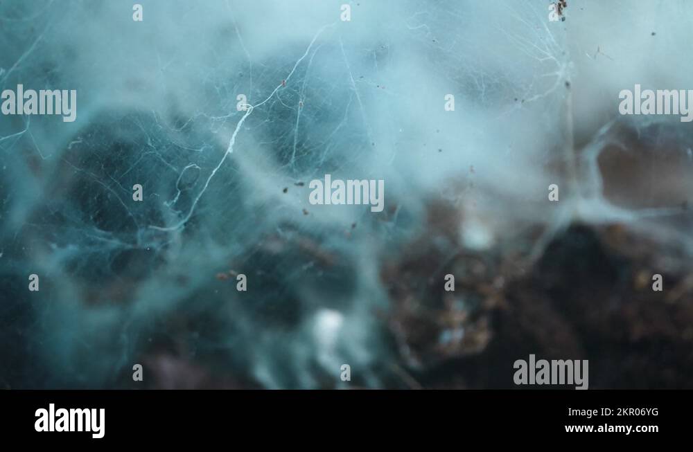 Dreaded dead human skull forgotten laying in dust and dirt Stock Video ...