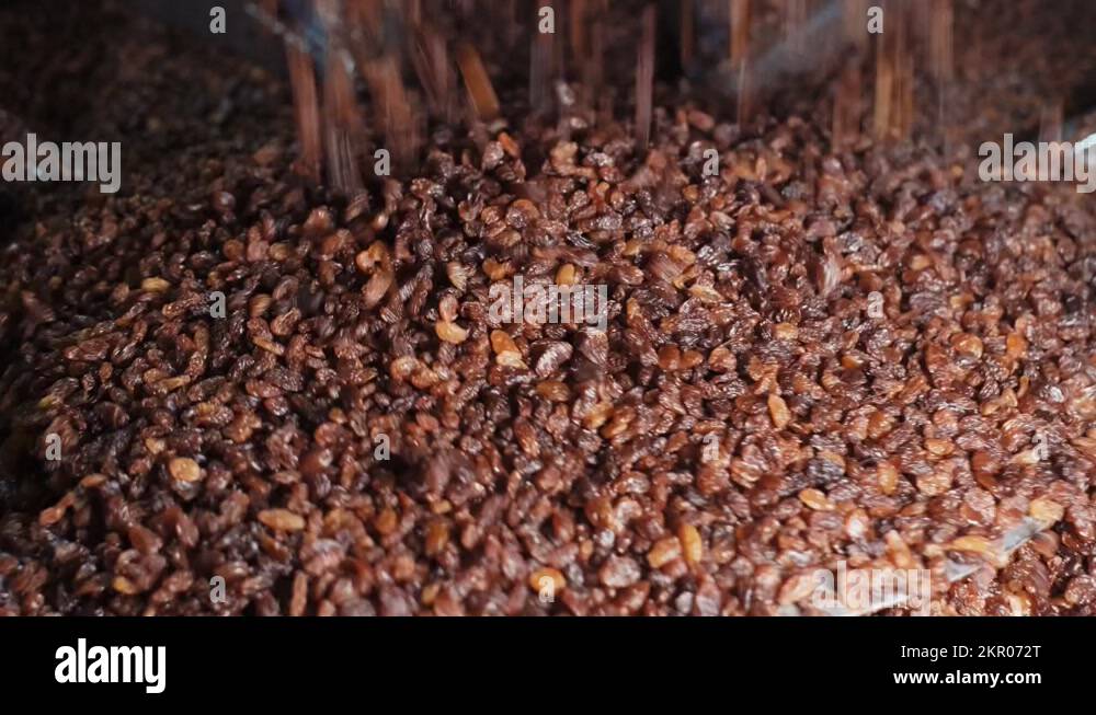 Raisin processing plant.sultana raisin. 4kRaisins on the sorting ...