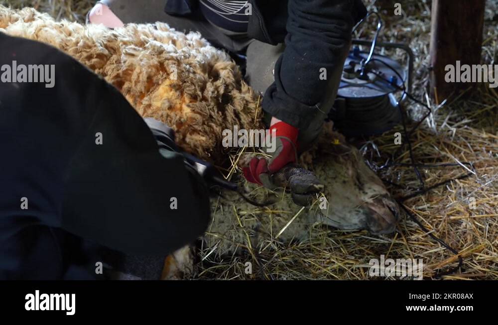 Farmer cutting wool Stock Videos & Footage - HD and 4K Video Clips - Alamy