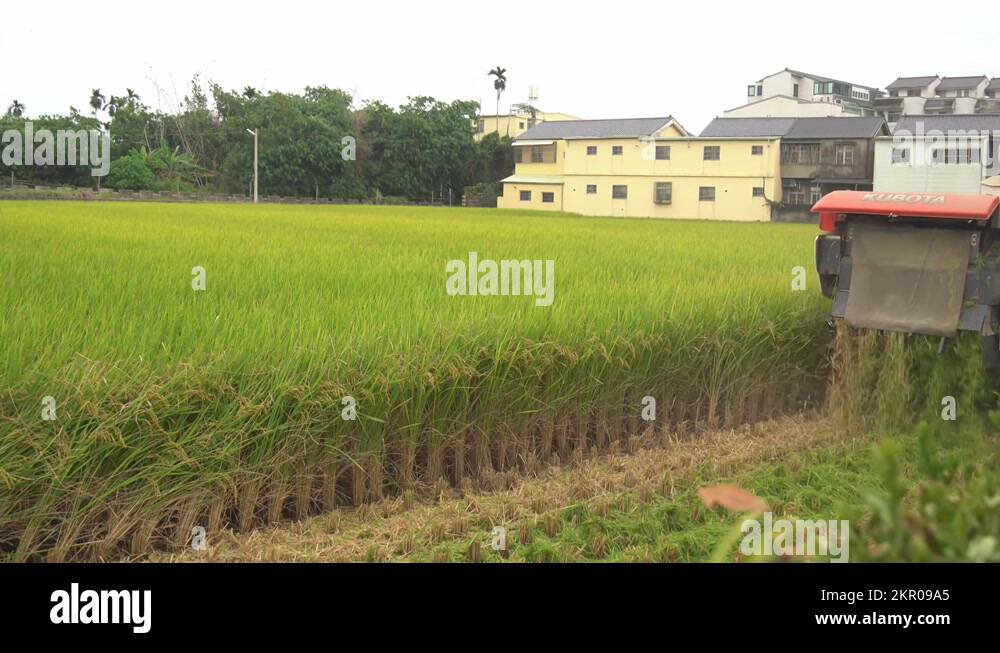 Paddy harvesting Stock Videos & Footage - HD and 4K Video Clips - Alamy