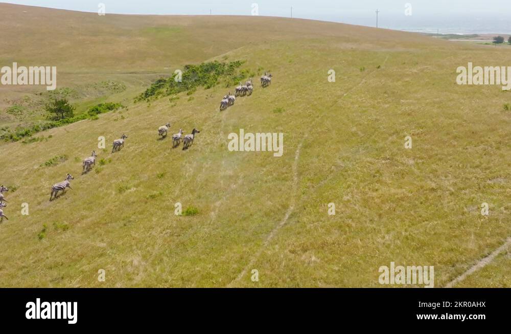 Landscape scenic animals Stock Videos & Footage - HD and 4K Video Clips ...