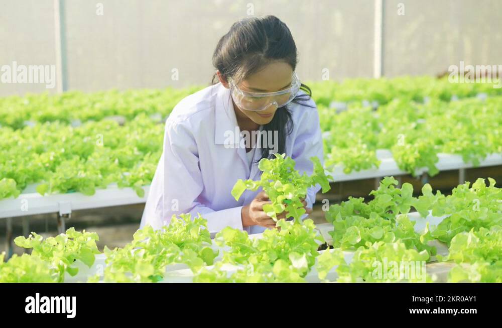 Science of plant growth and nutrition agriculture Stock Videos ...