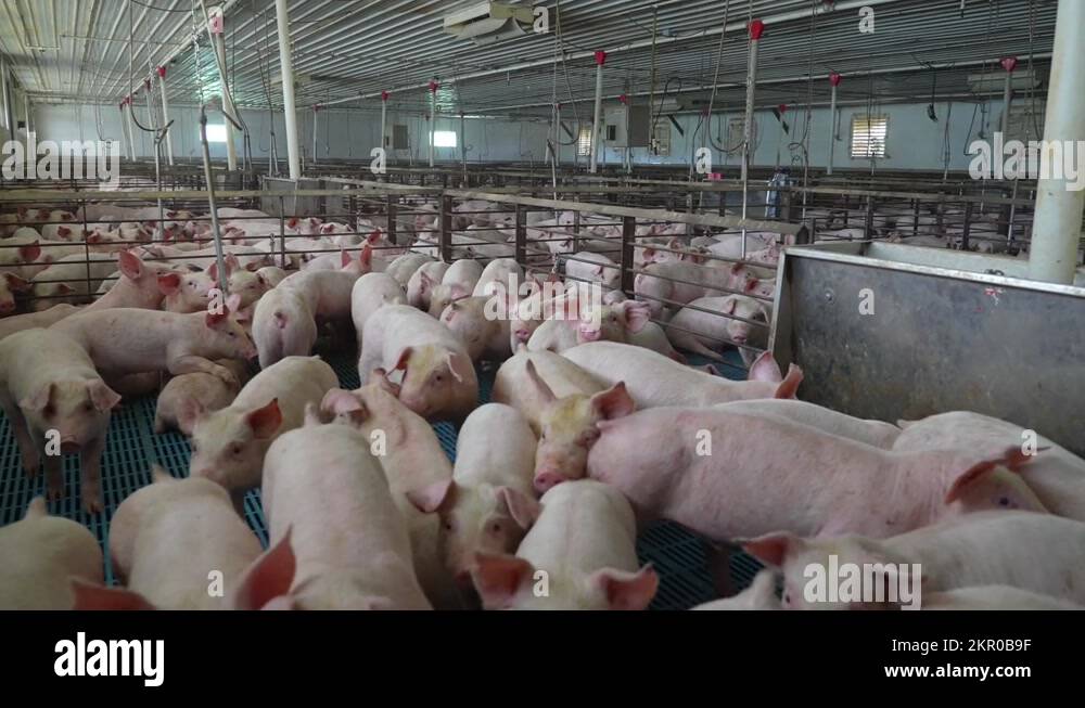 China farm animals Stock Videos & Footage - HD and 4K Video Clips - Alamy