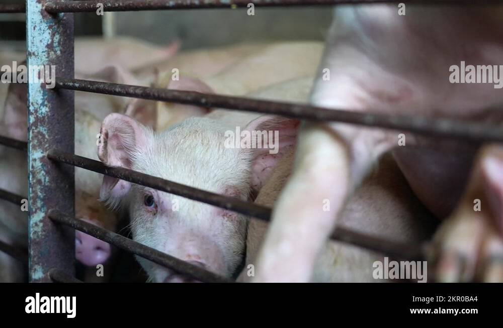 Factory farm animals Stock Videos & Footage - HD and 4K Video Clips - Alamy