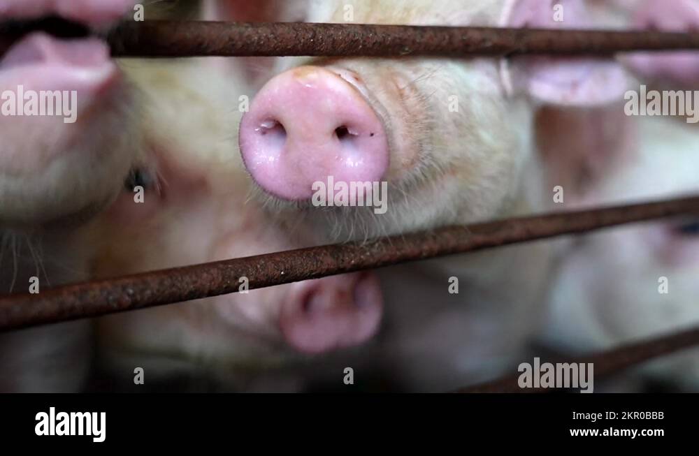 Nose cases Stock Videos & Footage - HD and 4K Video Clips - Alamy