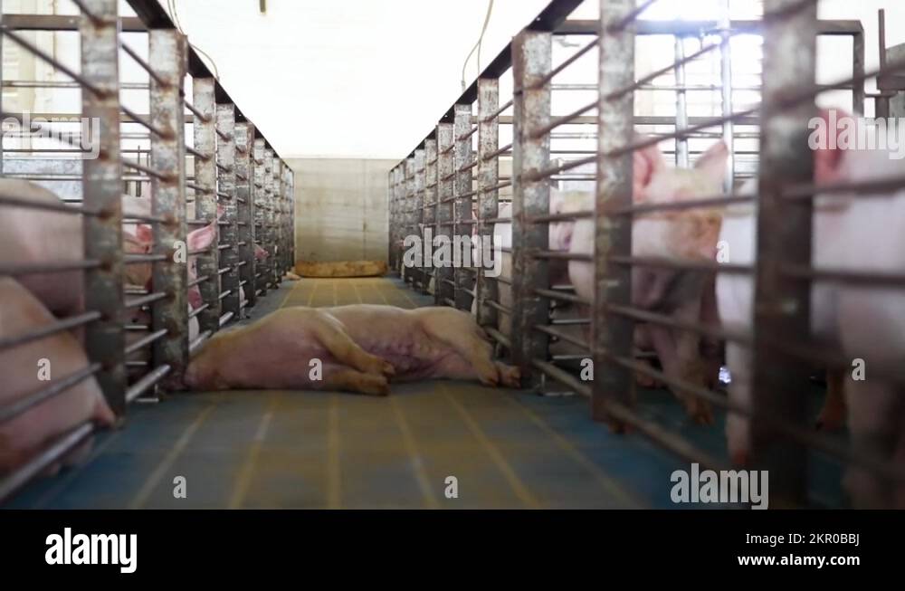 Dead farm animals Stock Videos & Footage - HD and 4K Video Clips - Alamy
