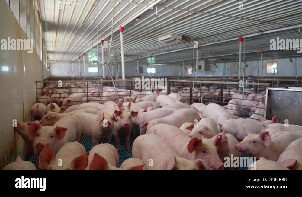 Barn cages Stock Videos & Footage - HD and 4K Video Clips - Alamy