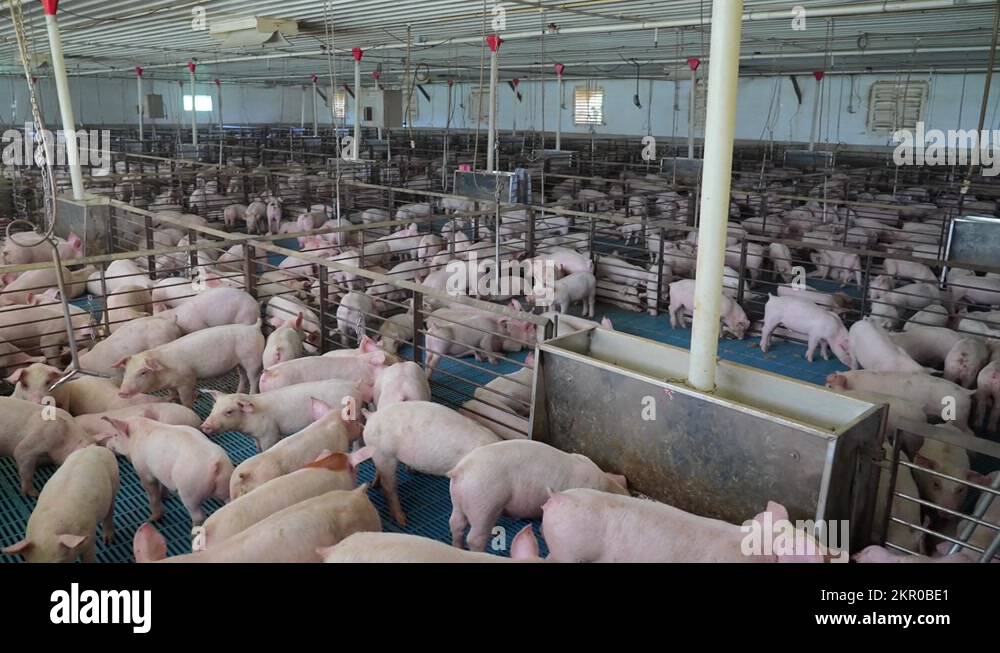 Hog industry Stock Videos & Footage - HD and 4K Video Clips - Alamy